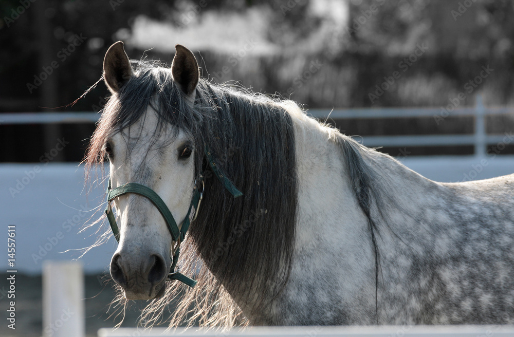 Lateral Caballo 1 foto de Stock | Adobe Stock