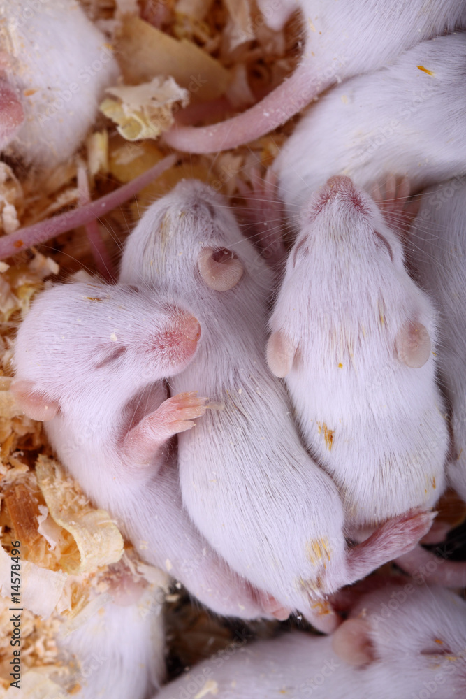 Mus musculus Stock Photo | Adobe Stock