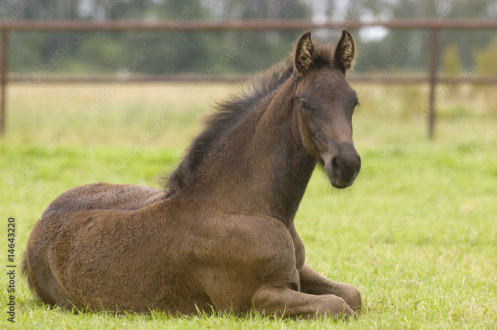Friesen-Fohlen liegend Stock-Foto | Adobe Stock
