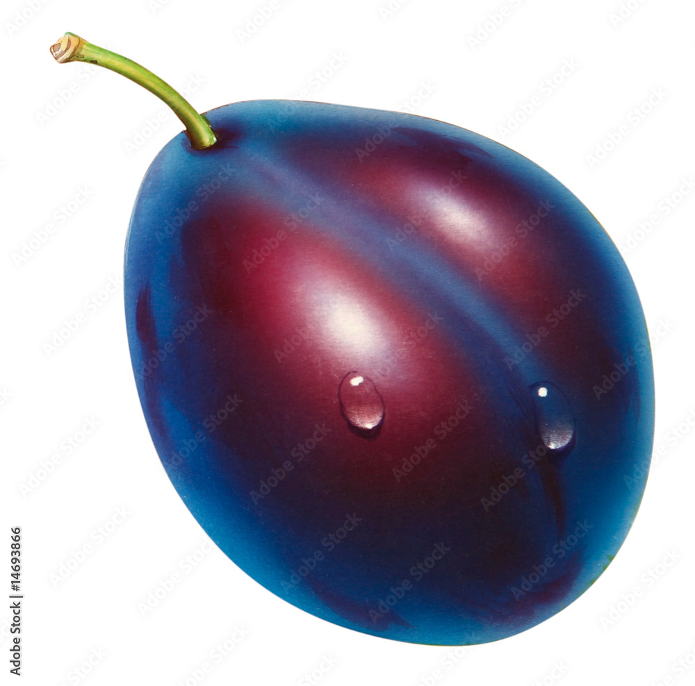 Zwetschge Stock-Illustration | Adobe Stock