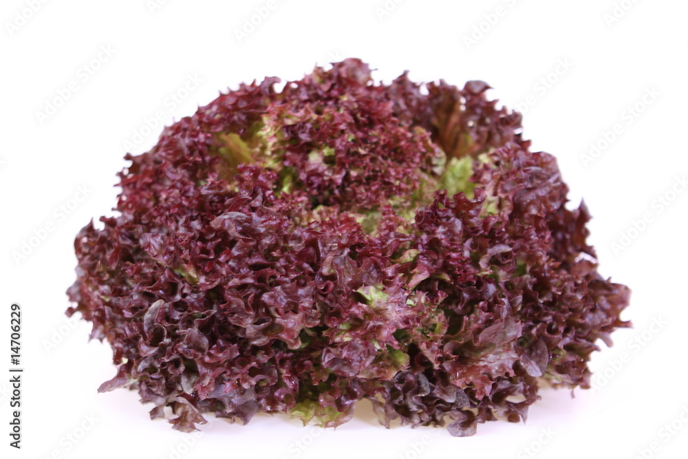Lolo rosso Salat,Gemüse Stock Photo | Adobe Stock