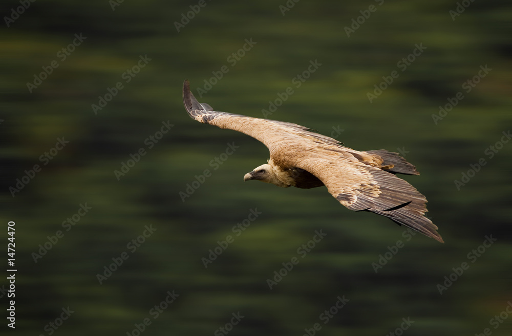 vautour oiseau rapace vol proie mort plume bec manger Photos | Adobe Stock