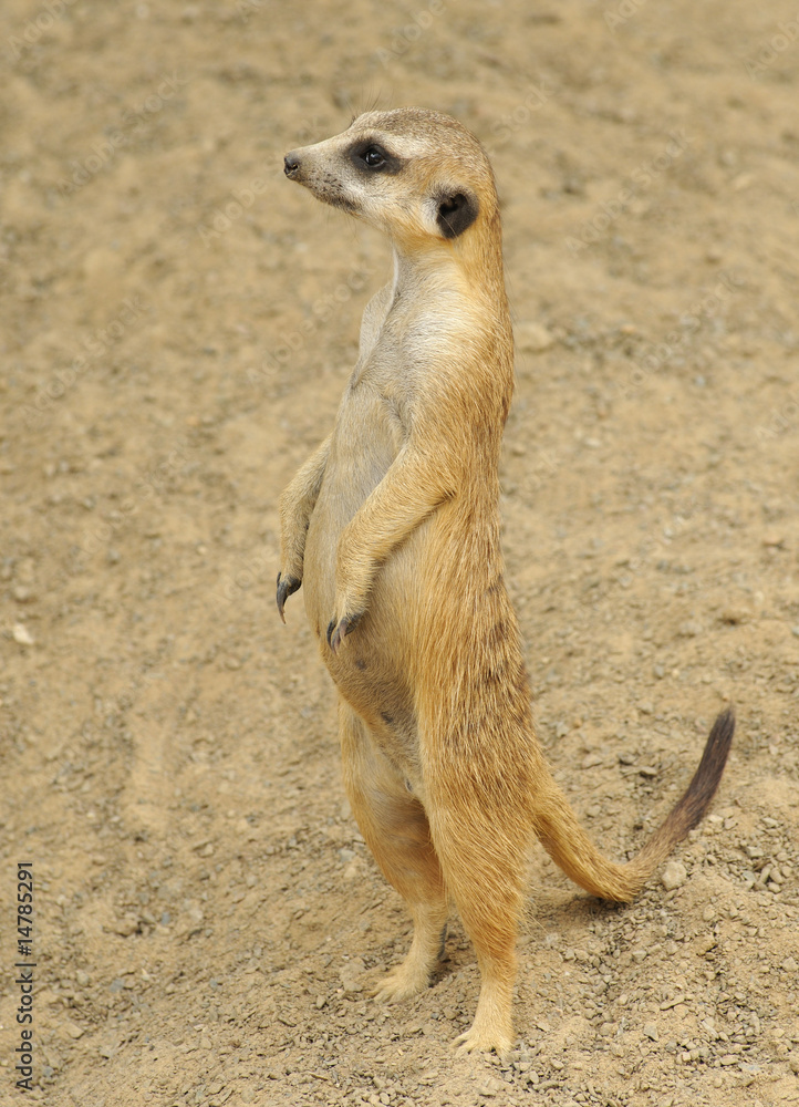 Standing Meerkat Side View Stock Photo | Adobe Stock