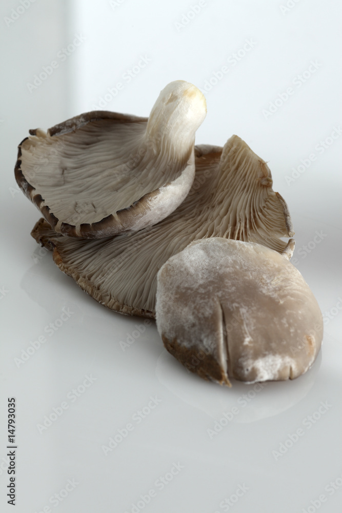 Austernpilze auf weiss foto de Stock | Adobe Stock