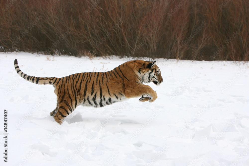 Siberian Tiger Running