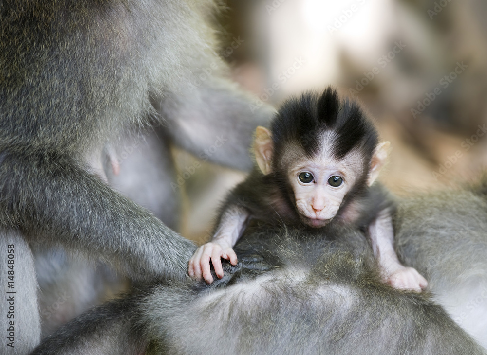 Types Of Cute Monkeys
