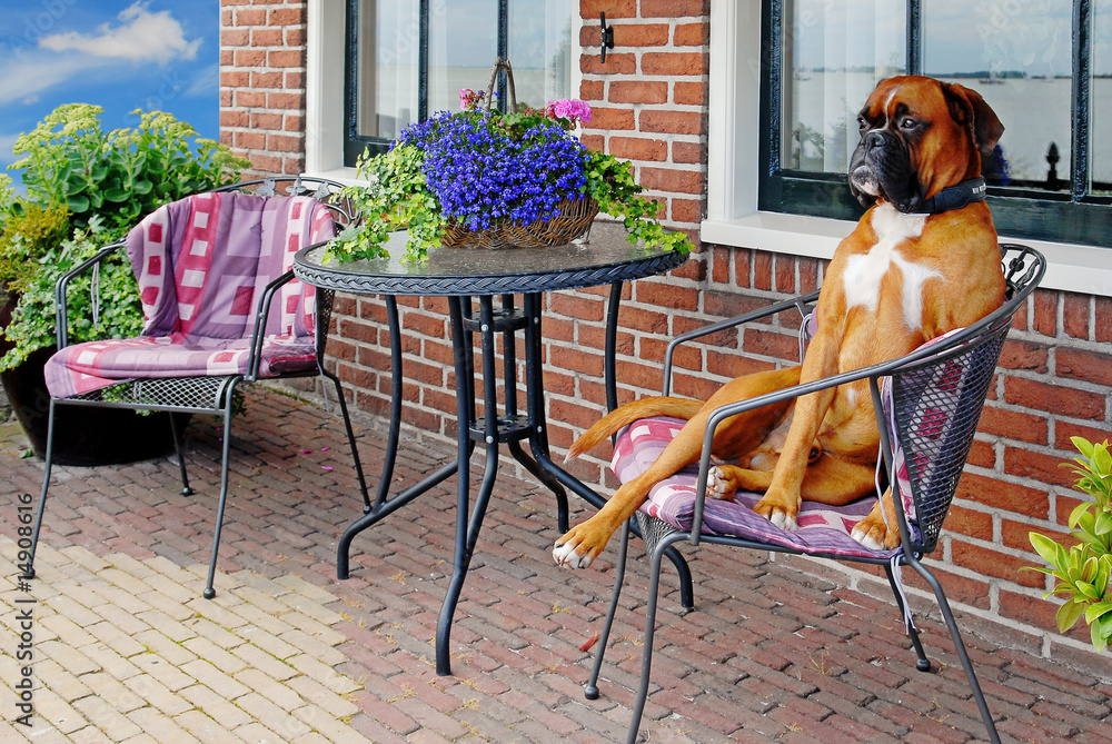 dog Stock Photo | Adobe Stock