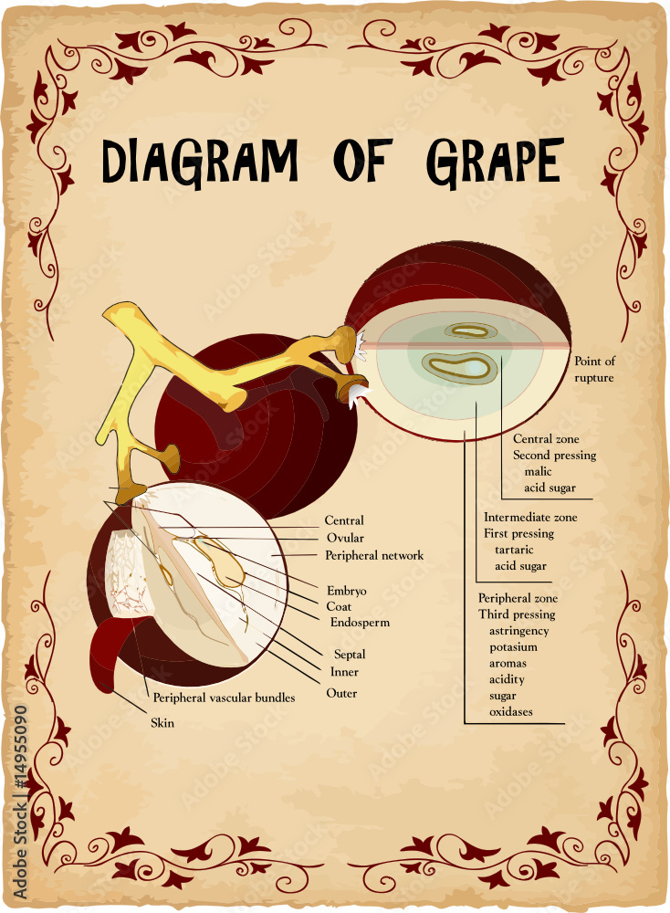 Grapes diagram vector illustration Stock Vector | Adobe Stock