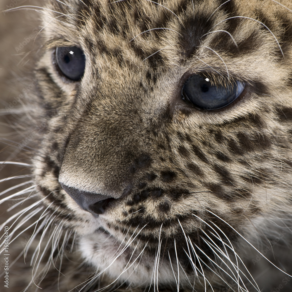 Persian Leopard Cubs