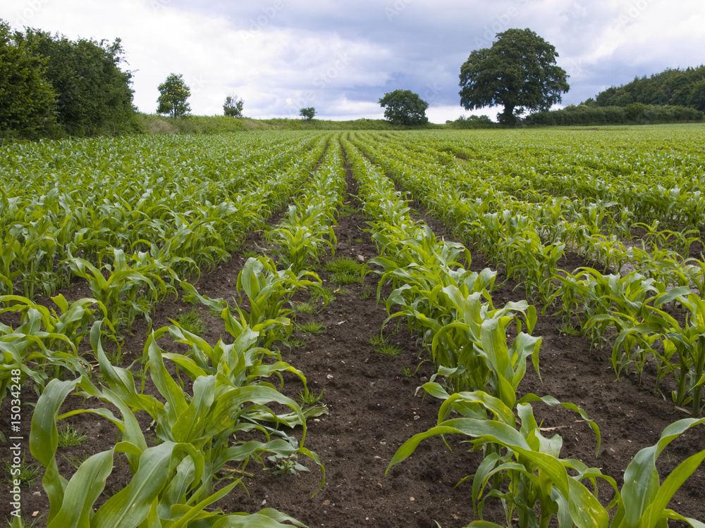Maisfeld Stock-Foto | Adobe Stock