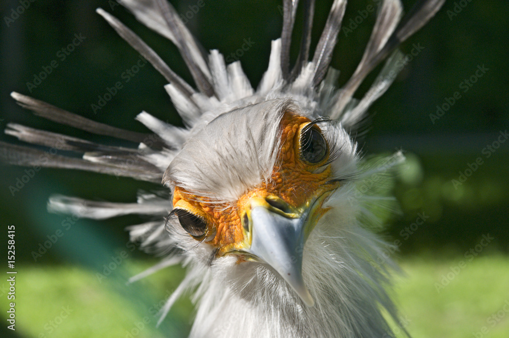 Secretary Bird Head