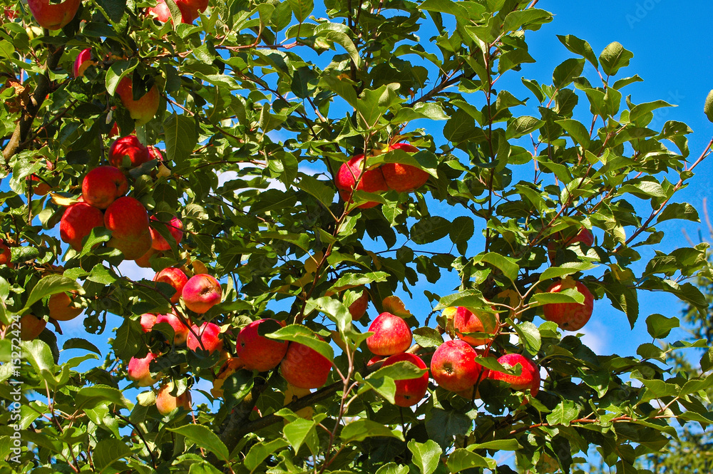 Rote Äpfel am Baum, Apfelbaum mit reifen Früchten, gesundes Obst zum ...