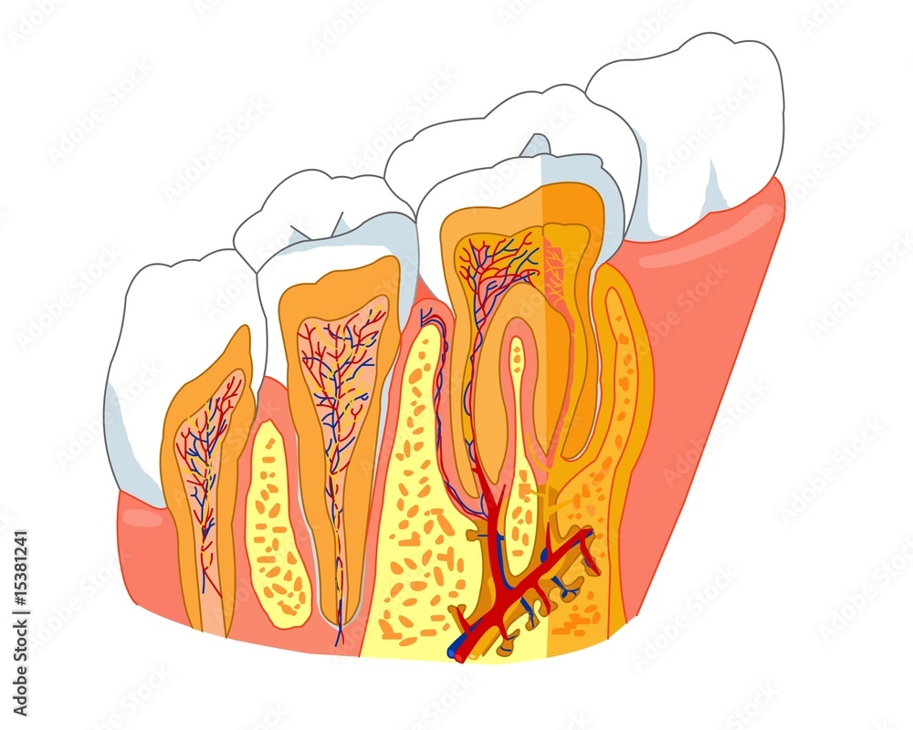 tooth anatomy Stock Vector | Adobe Stock
