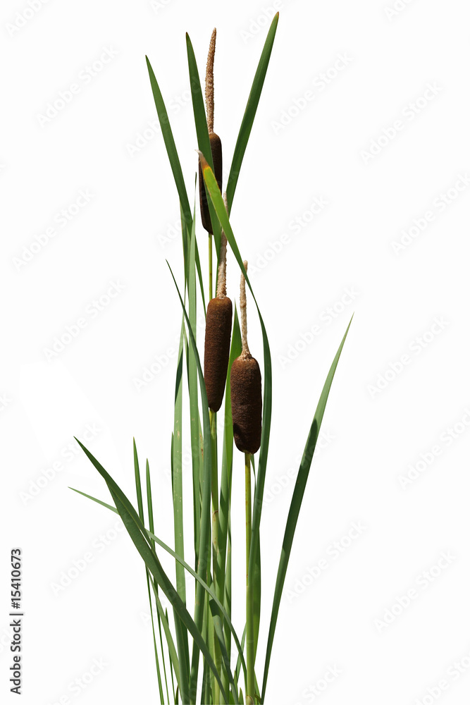 roseau Foto Stok | Adobe Stock