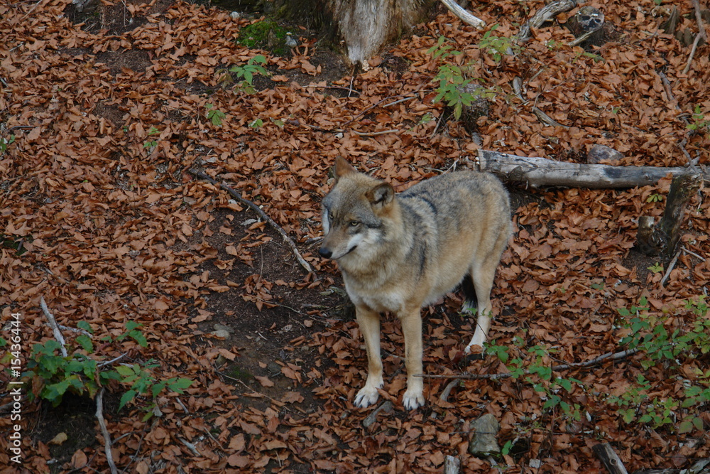 Wolf Stock Photo | Adobe Stock