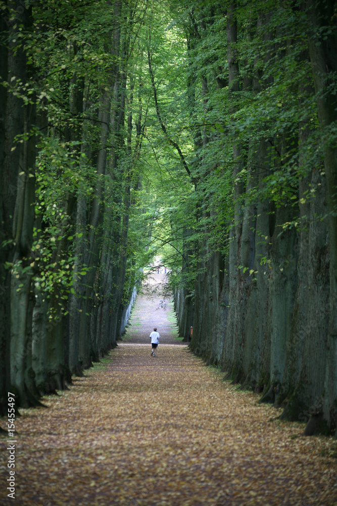 Allee Stock-Foto | Adobe Stock