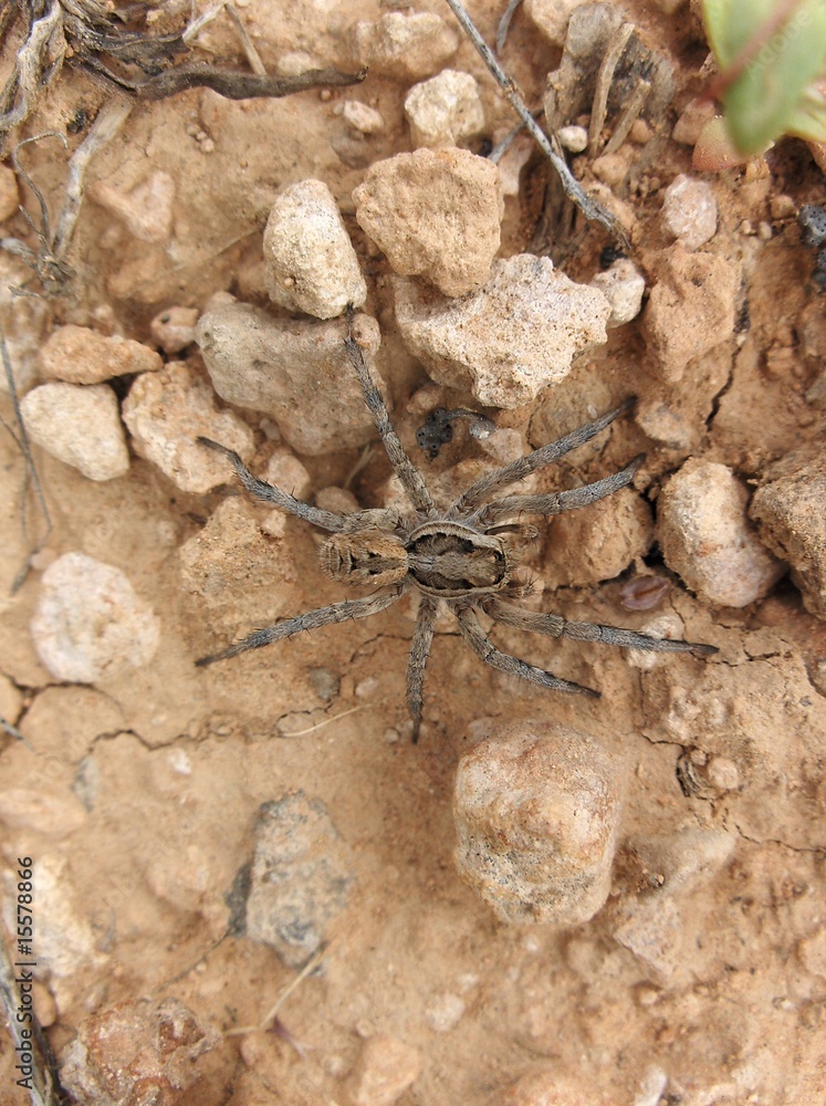 Lycosa Tarentula o Tar√°ntula Mediterr√°nea Stock Photo | Adobe Stock