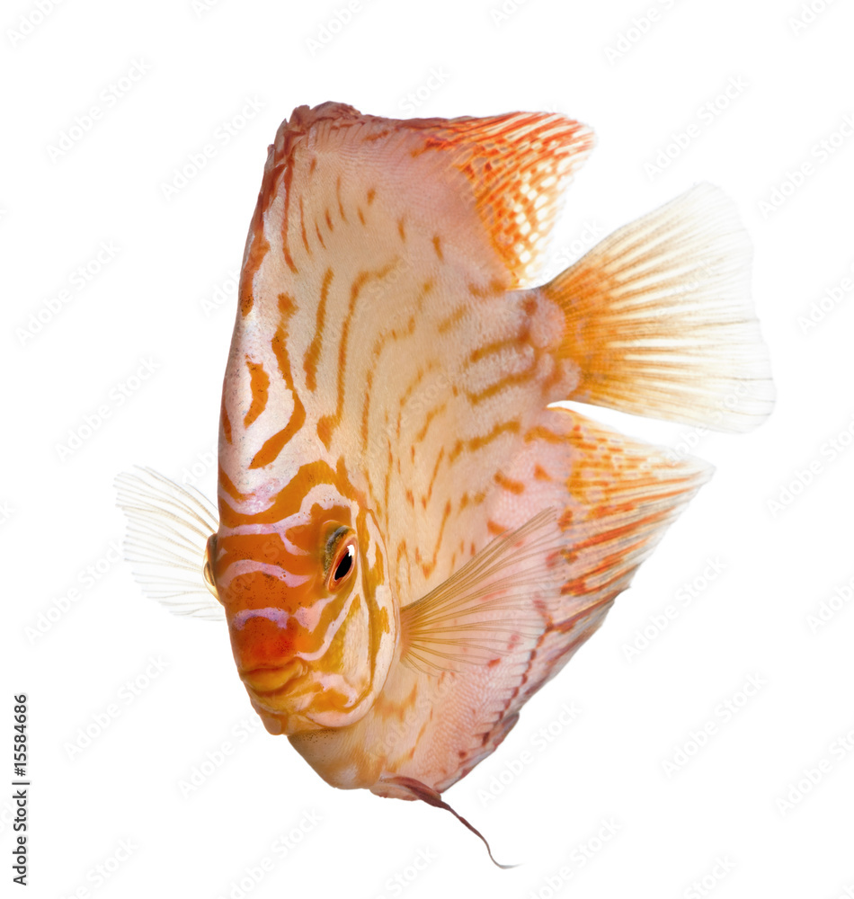 Pigeon Blood Discus (fish) - Symphysodon aequifasciatus Stock Photo ...