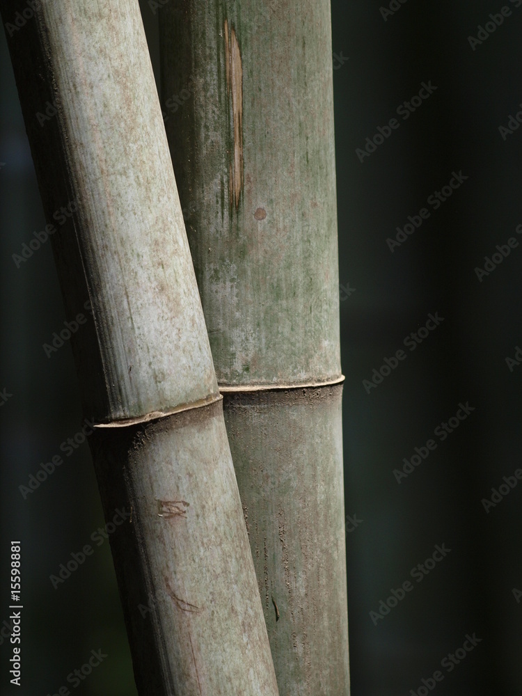 Tallo de bambu en jardin japones Stock Photo | Adobe Stock
