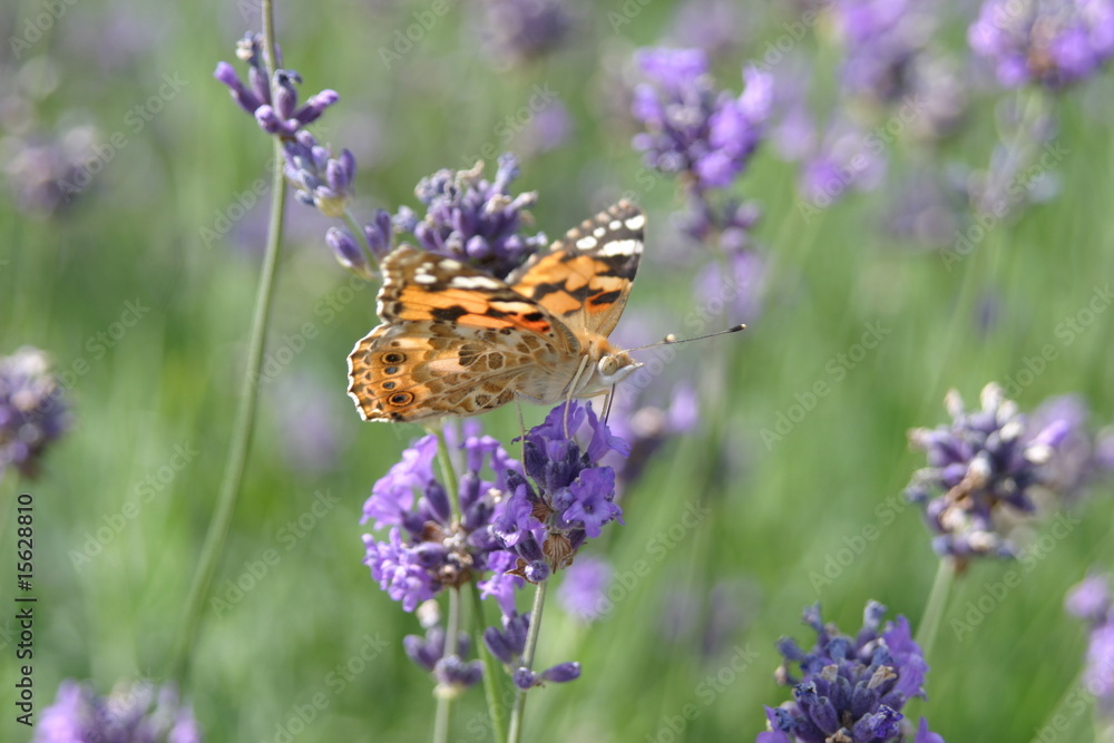 Butterfly Stock Photo | Adobe Stock