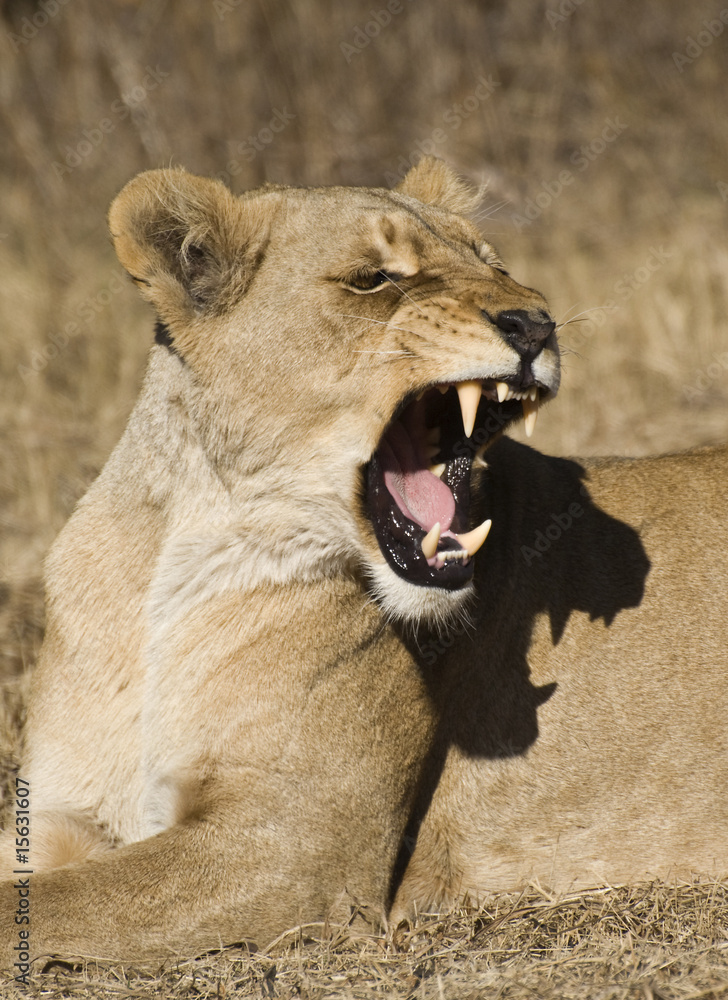 Lioness Growling