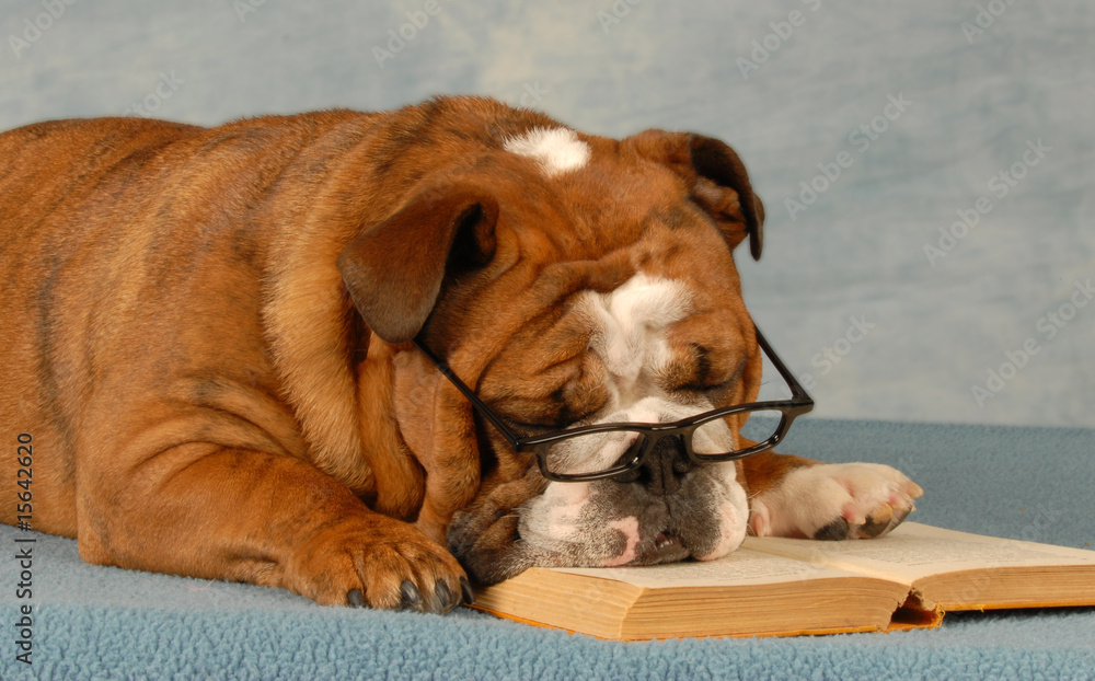 Bulldog Reading Book