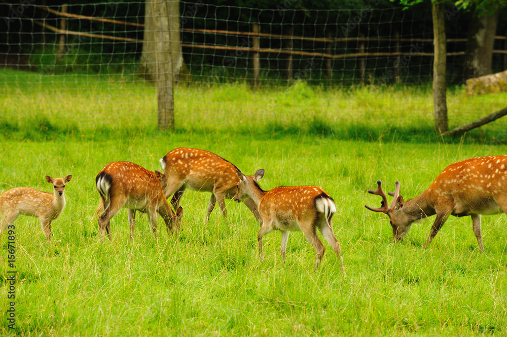 Reh X Stock-Foto | Adobe Stock