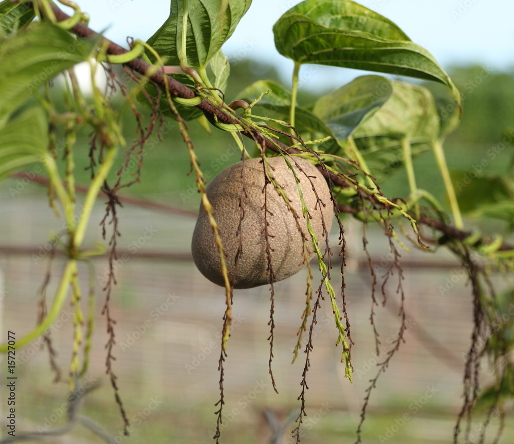 tubercule de hoffe ou "pomme-en-l'air", dioscorea bulbifera Stock Photo ...