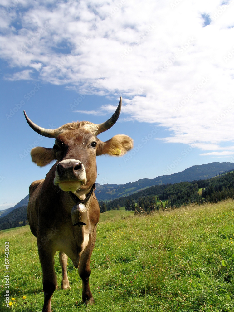 Kuh 10 Stock-Foto | Adobe Stock