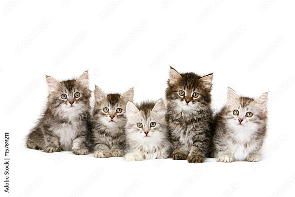 Siberian Forrest kittens Stock Photo | Adobe Stock
