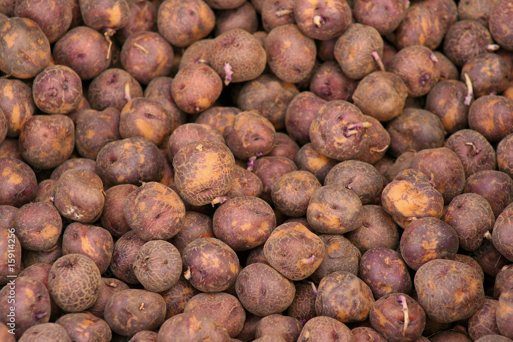 papa negra. islas canarias papas arrugadas Stock Photo | Adobe Stock