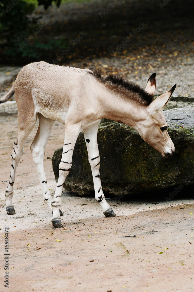 esel Stock Photo | Adobe Stock