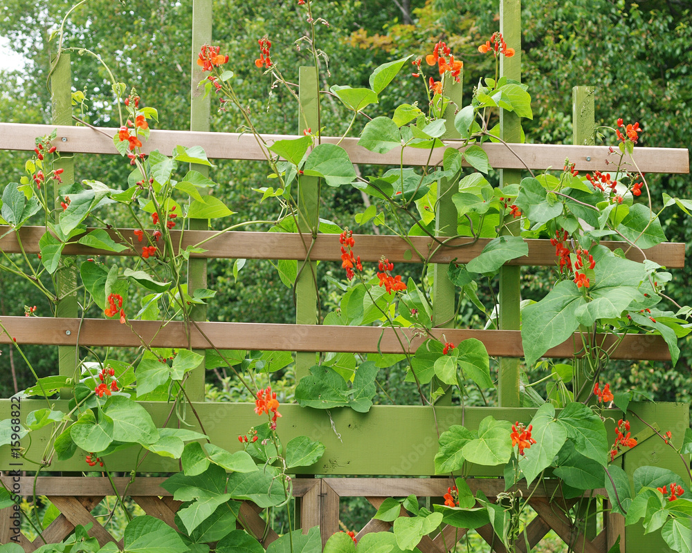 Scarlett runner beans on trellis Stock Photo | Adobe Stock