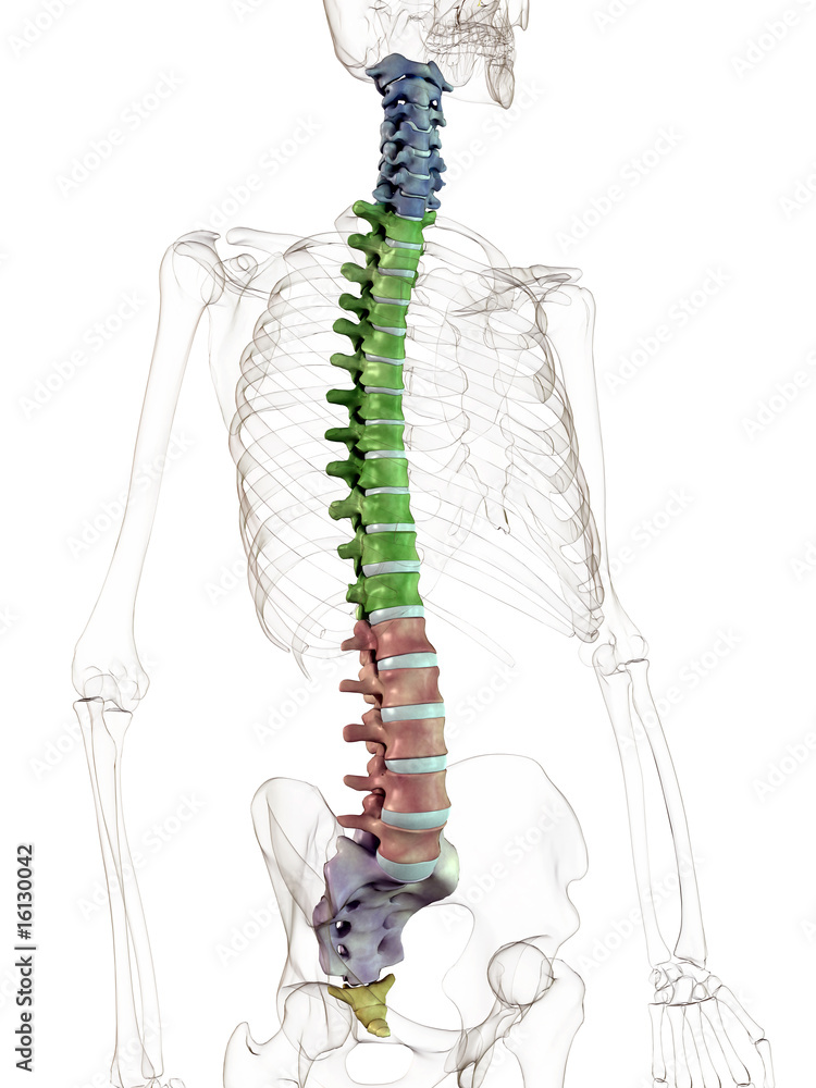 Columna vertebralis Stock Illustration | Adobe Stock