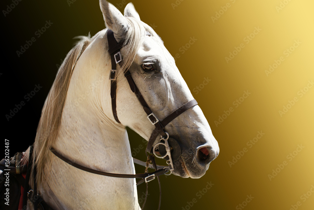 cheval blanc fond or Stock Photo | Adobe Stock