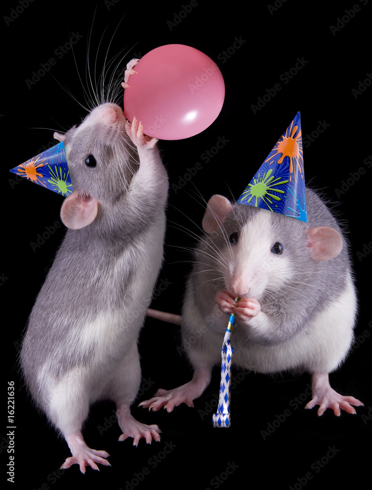 Party Rats Stock-Foto | Adobe Stock