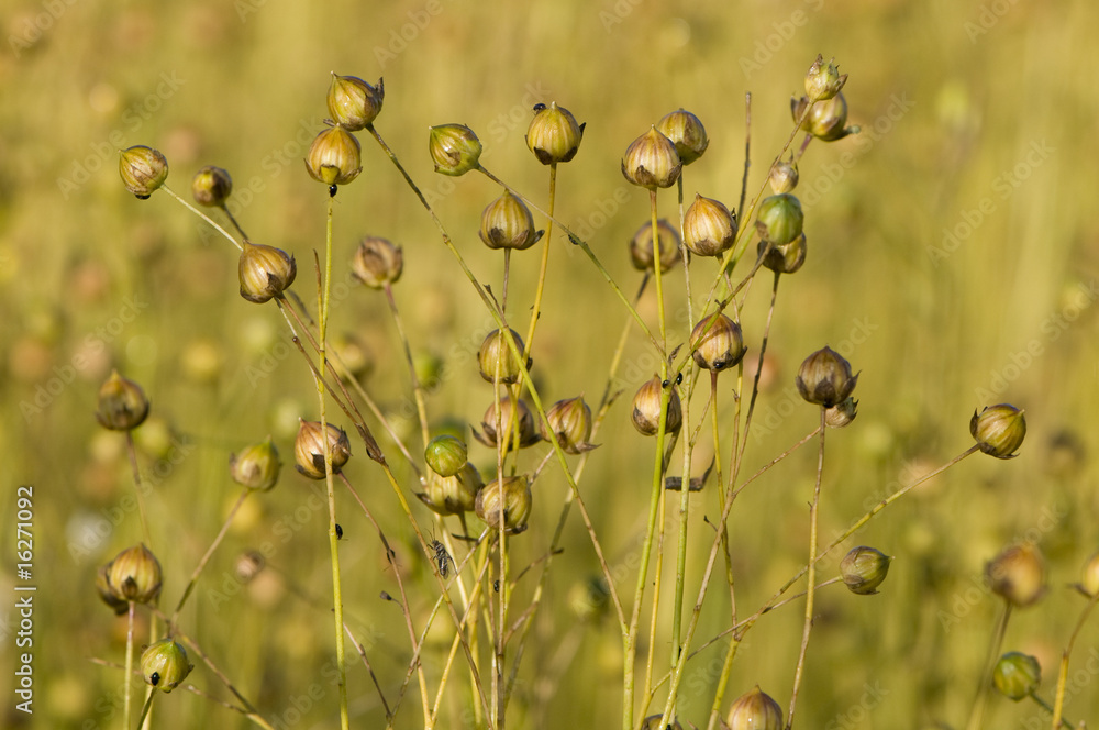 Champ de lin en graine, après la floraison Stock-Foto | Adobe Stock
