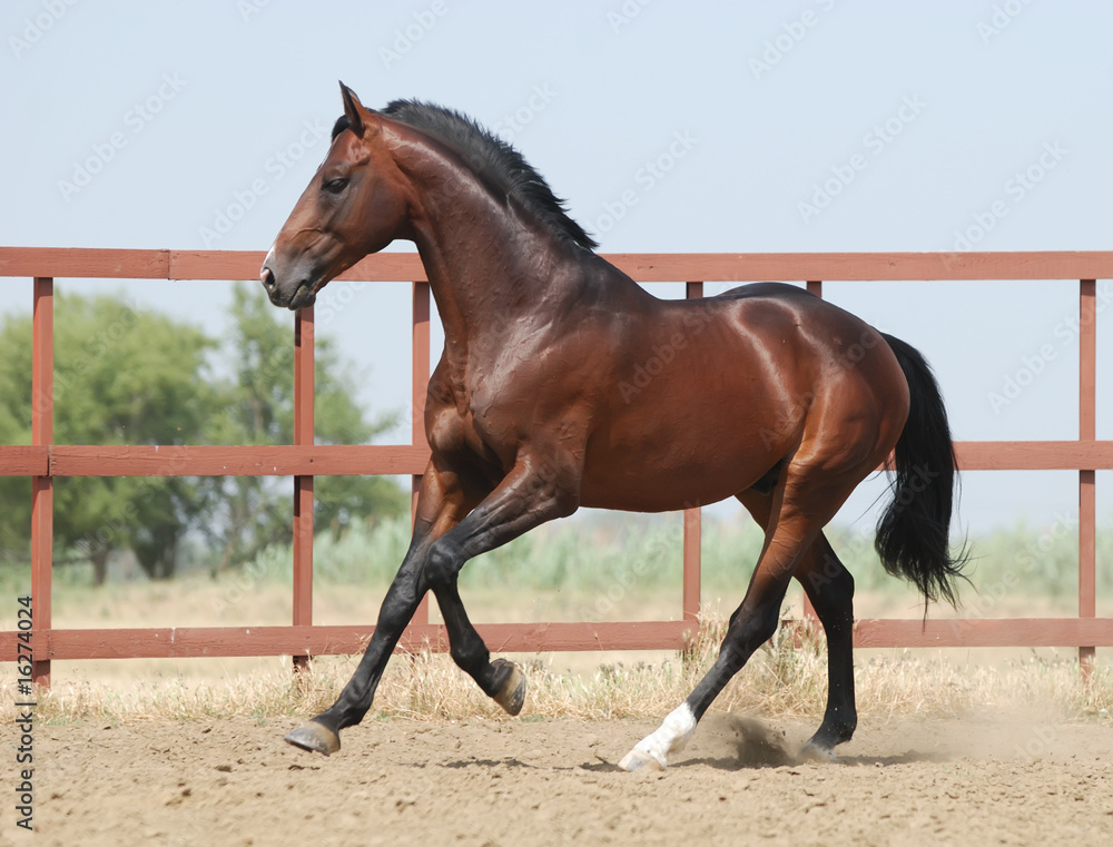 Trakehner Horse