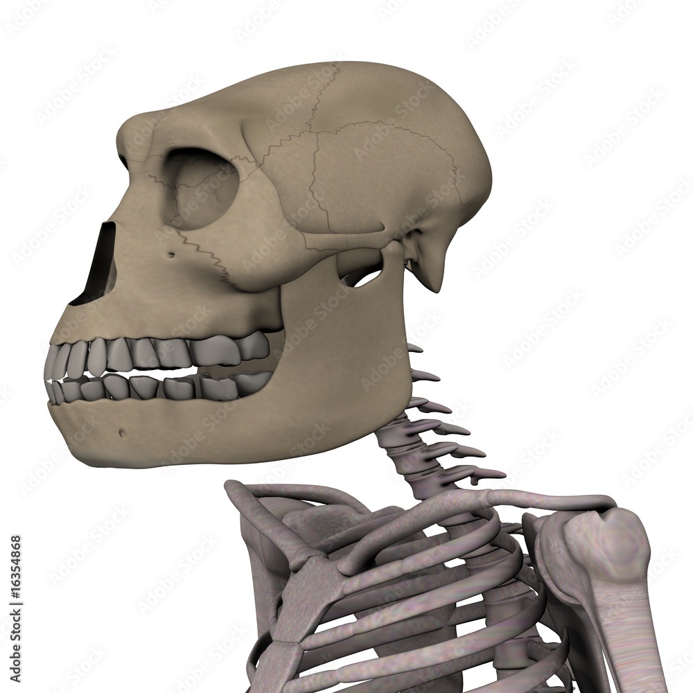 australopithecus Stock Illustration | Adobe Stock
