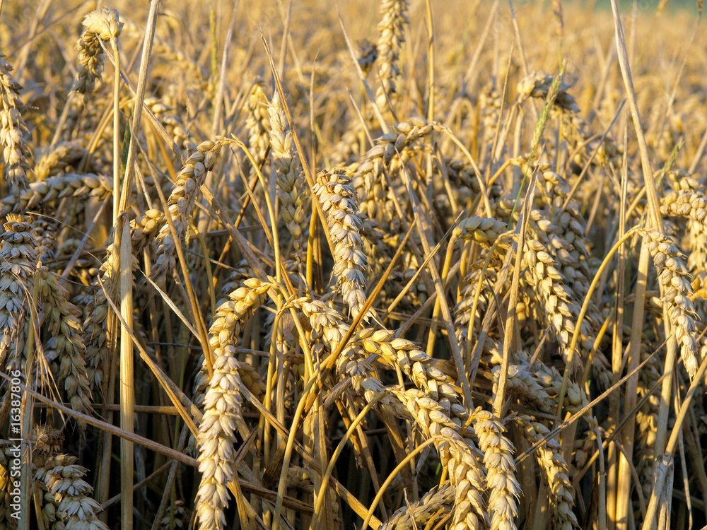 Getreide Ähre Stock-Foto | Adobe Stock