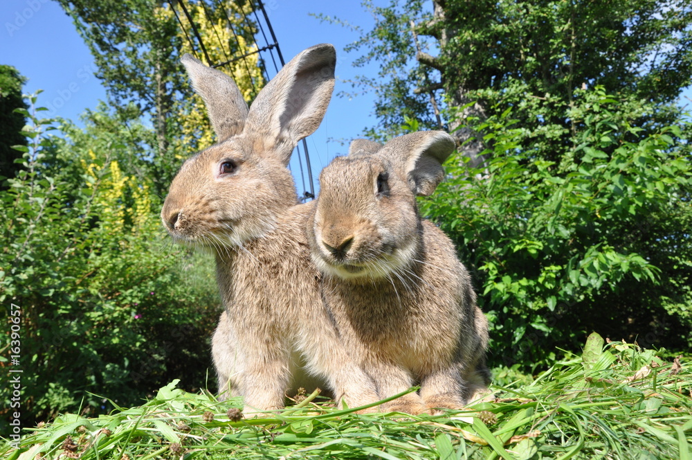 Das doppelte Karnickel Stock-Foto | Adobe Stock