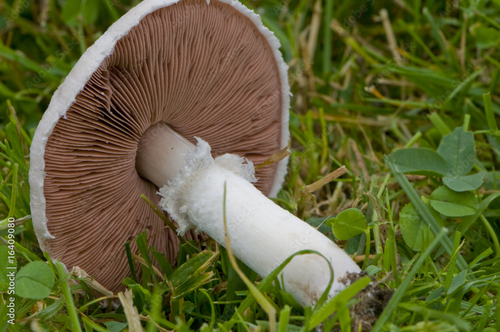 Rosé des prés / Psalliote champêtre / agaric champêtre.( Agaricu Photos ...