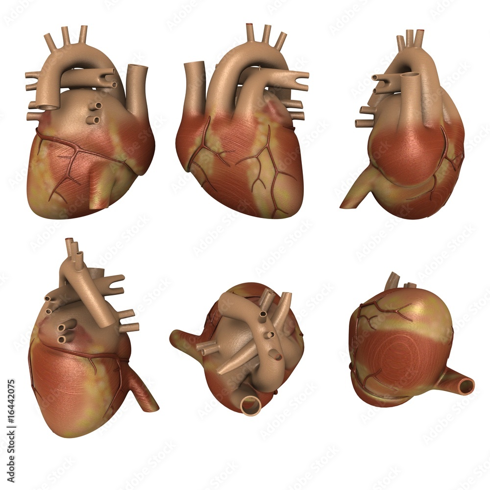 human heart -all sides Stock Illustration | Adobe Stock