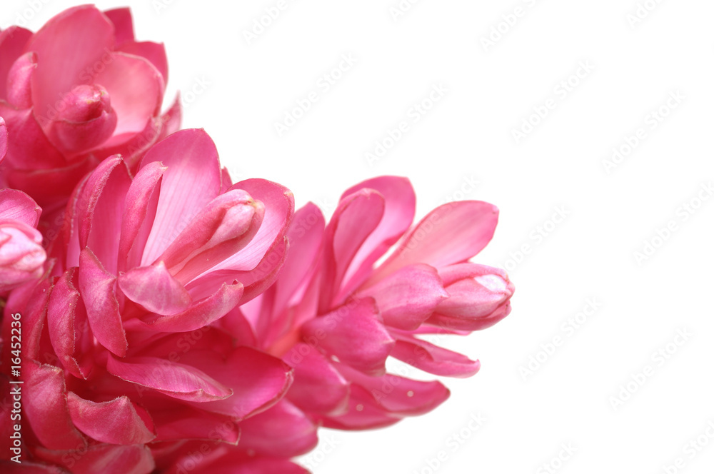 Tropical ginger flower border Stock Photo | Adobe Stock