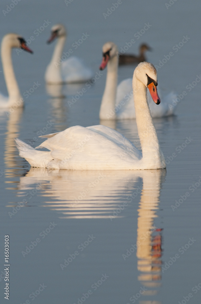 Cygnes sur le plan d'eau de La Bassée près du Crotoy (Baie de So Stock ...