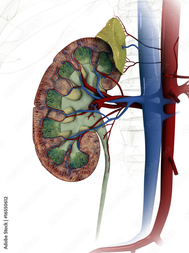 Niere Stock Illustration | Adobe Stock