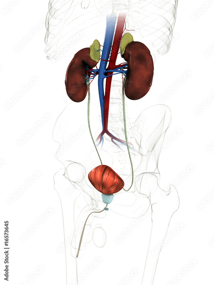 Harnwege des Mannes Stock-Illustration | Adobe Stock