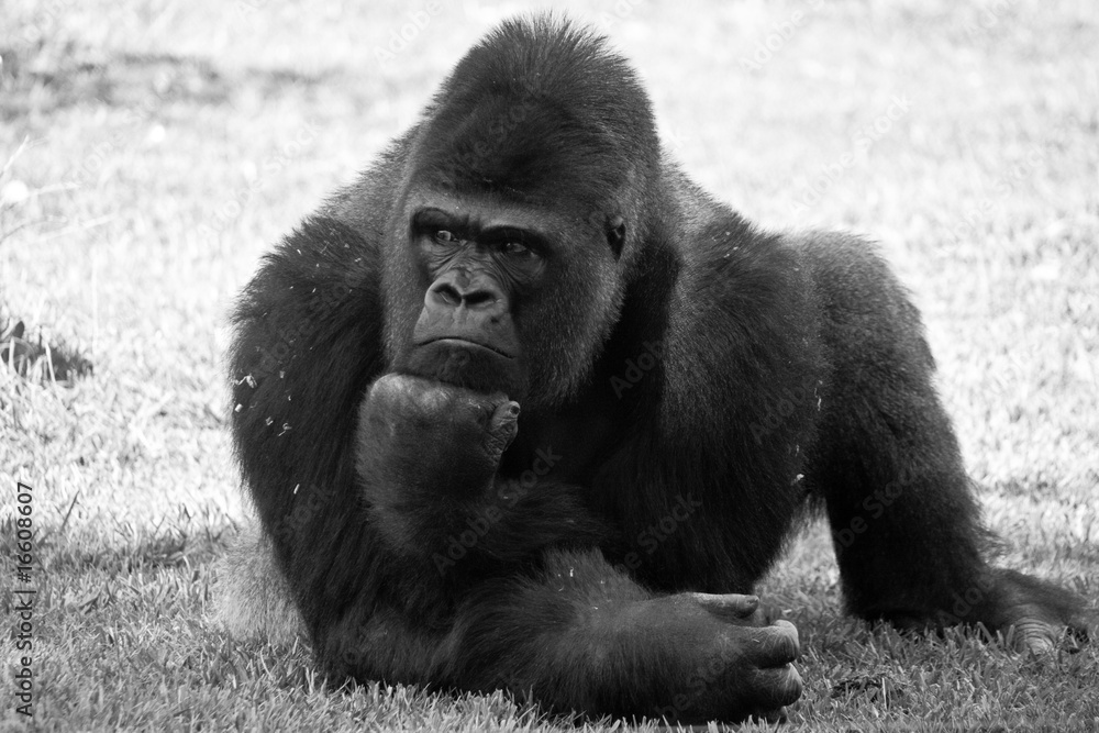 Thinking Gorilla Stock Photo | Adobe Stock