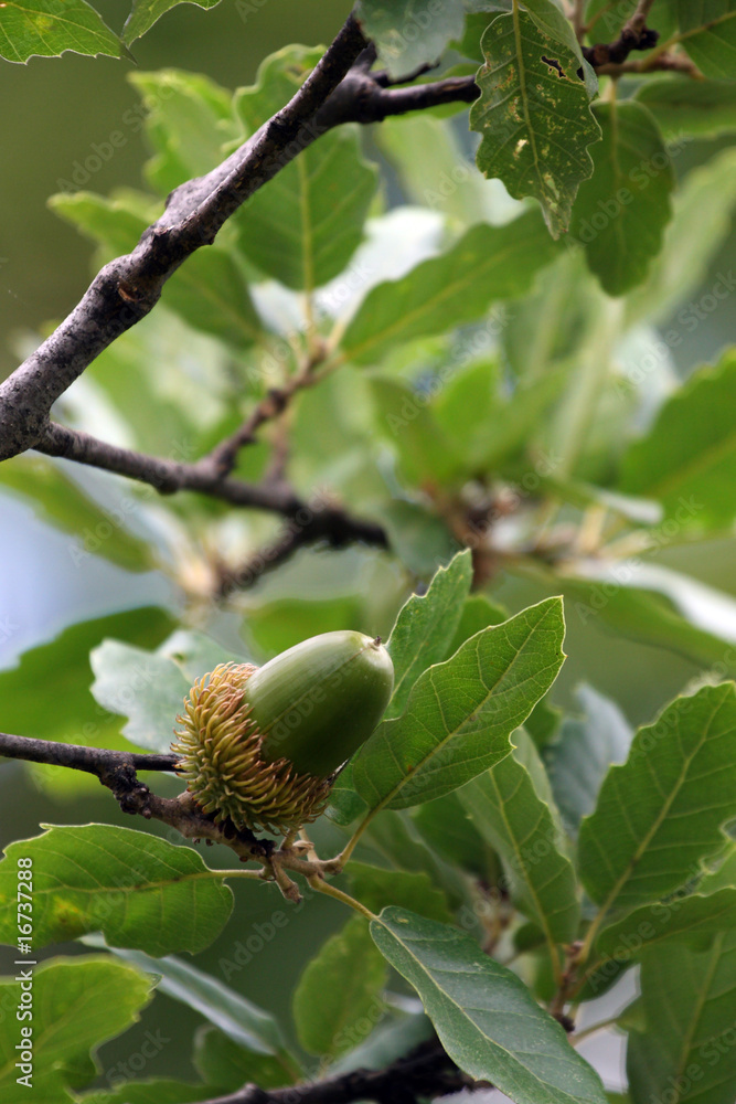 gland Stock Photo | Adobe Stock