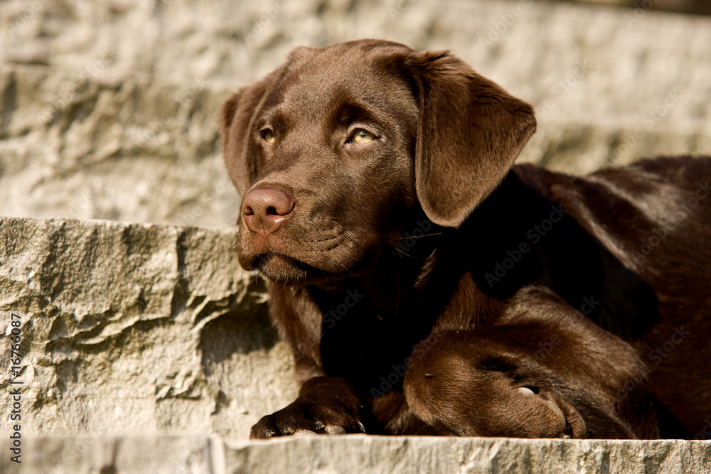 Labrador braun schoko Welpe Stock-Foto | Adobe Stock